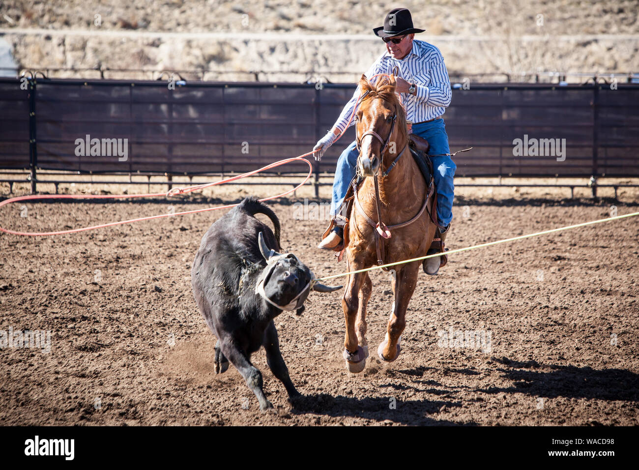 Team Roping Competition Stock Photo - Alamy