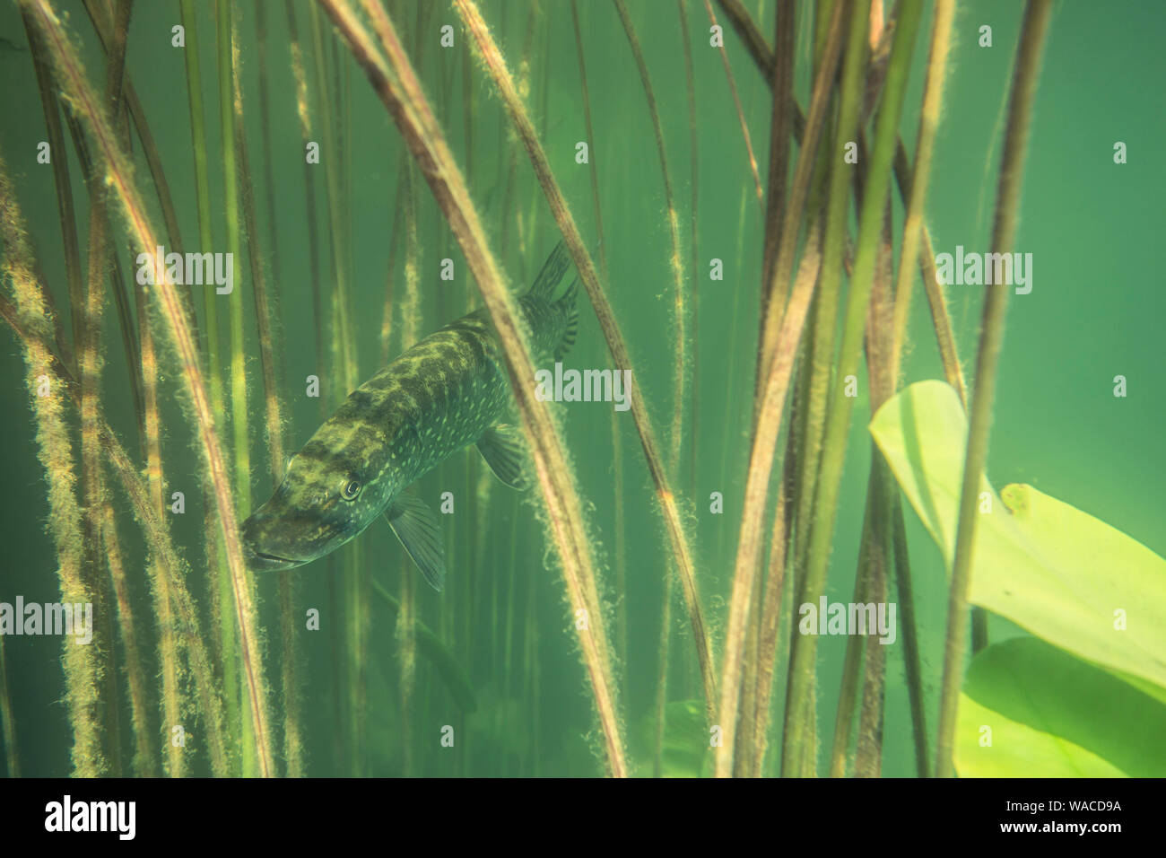 Adventurous picture of wild pike in nature habitat. Huge water volume ...
