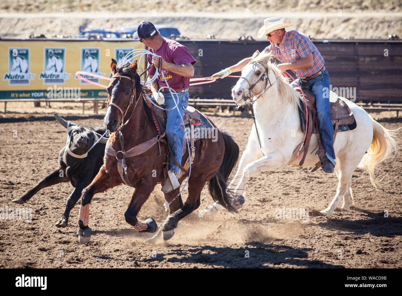 Team Roping Competition Stock Photo - Alamy