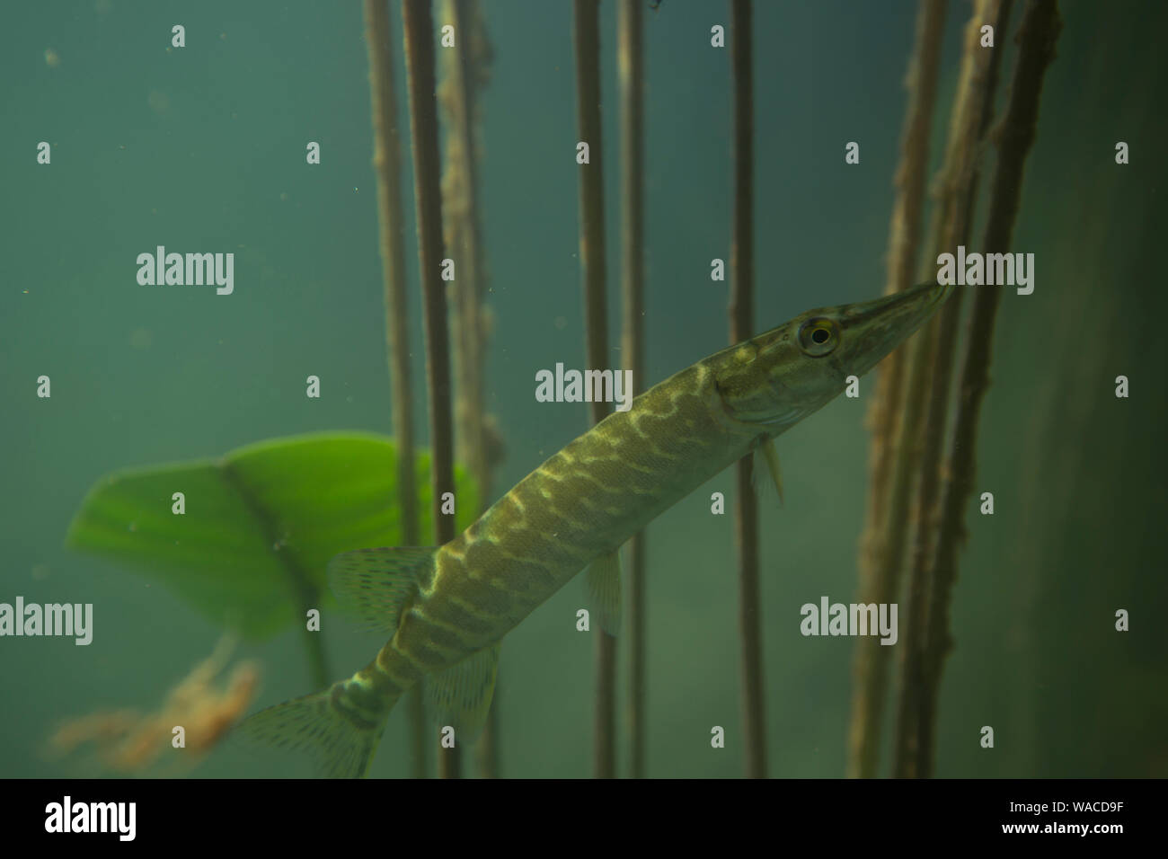 Adventurous picture of wild pike in nature habitat. Huge water volume ...