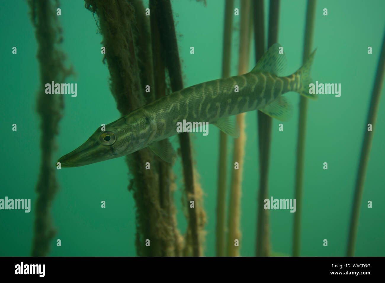 Adventurous picture of wild pike in nature habitat. Huge water volume ...