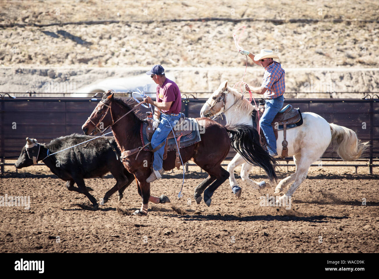 Team Roping Competition Stock Photo - Alamy