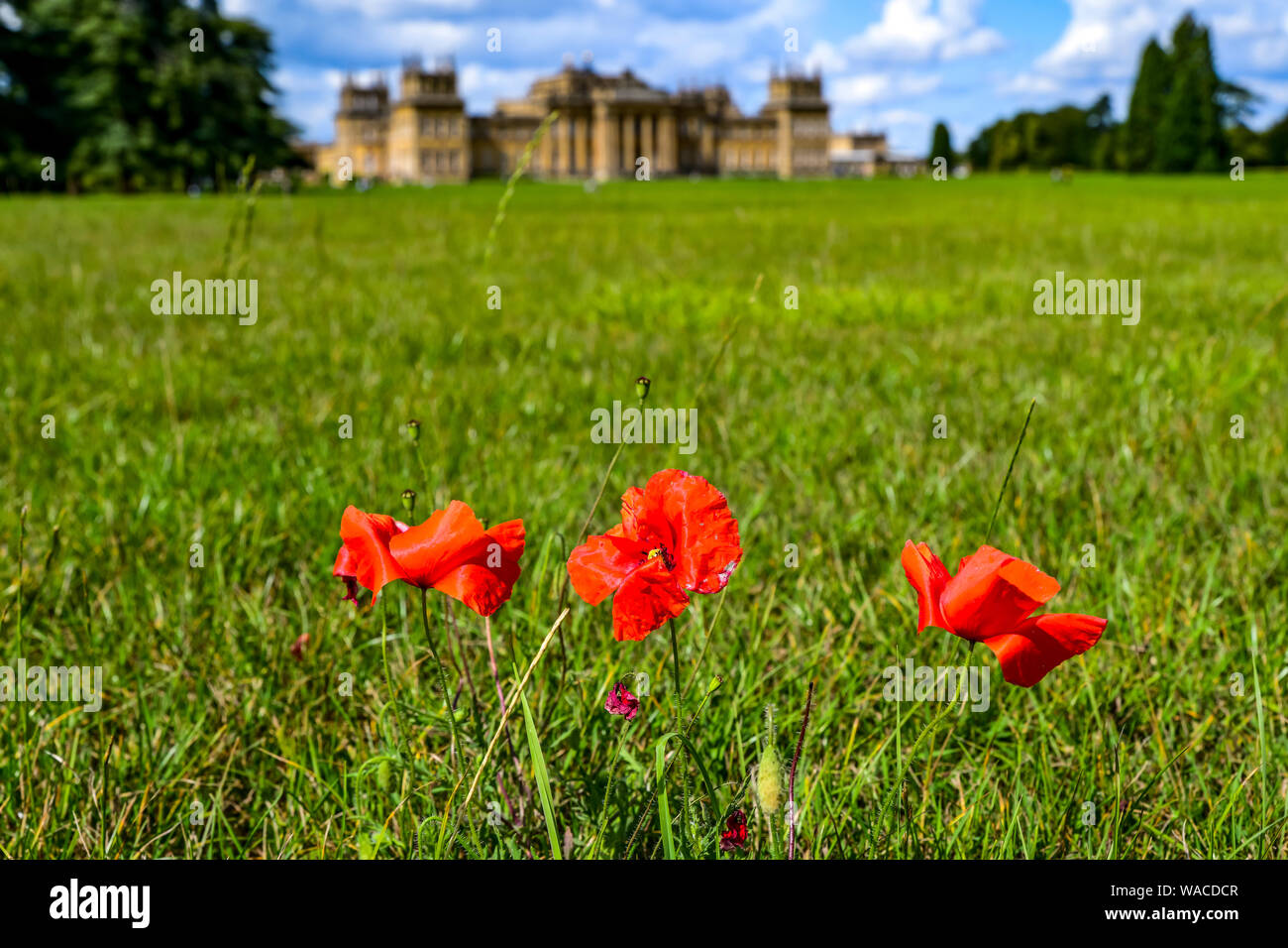 Blenheim Palace. Red poppies growing on the grounds of the palace. The ...
