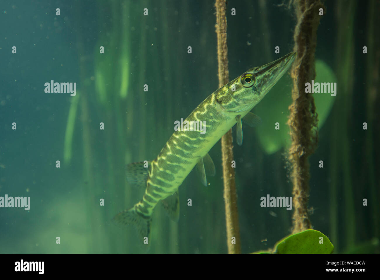 Adventurous picture of wild pike in nature habitat. Huge water volume ...