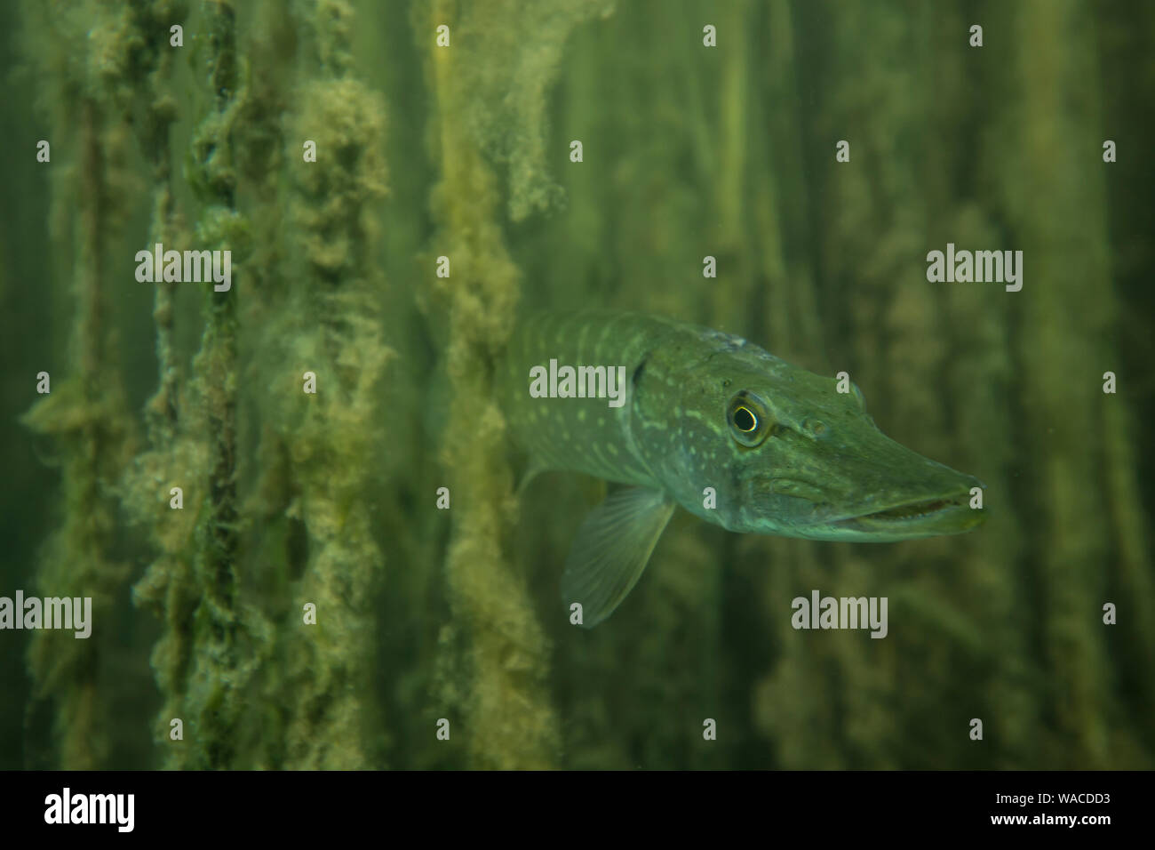 Adventurous picture of wild pike in nature habitat. Huge water volume ...