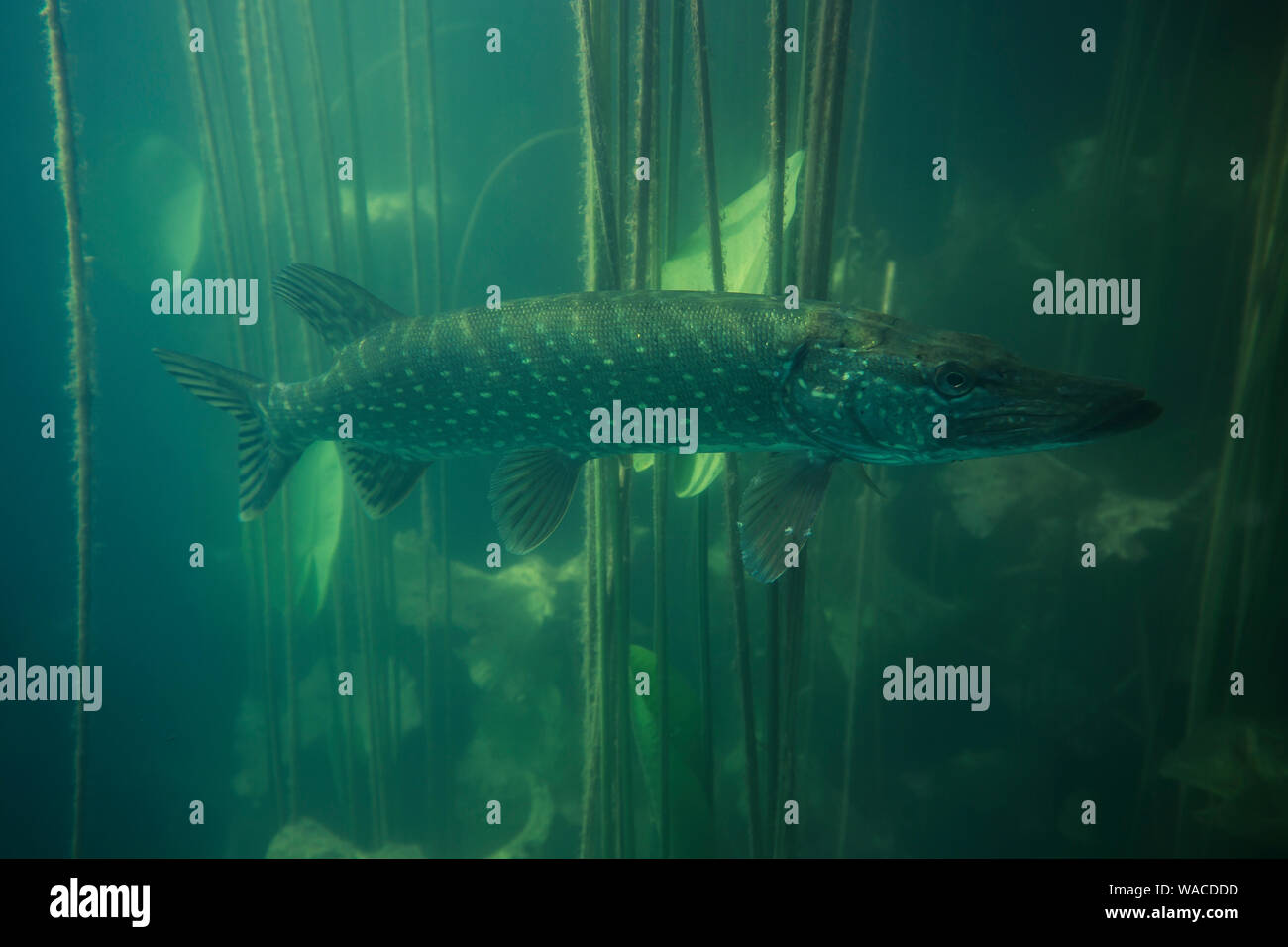 Adventurous picture of wild pike in nature habitat. Huge water volume ...