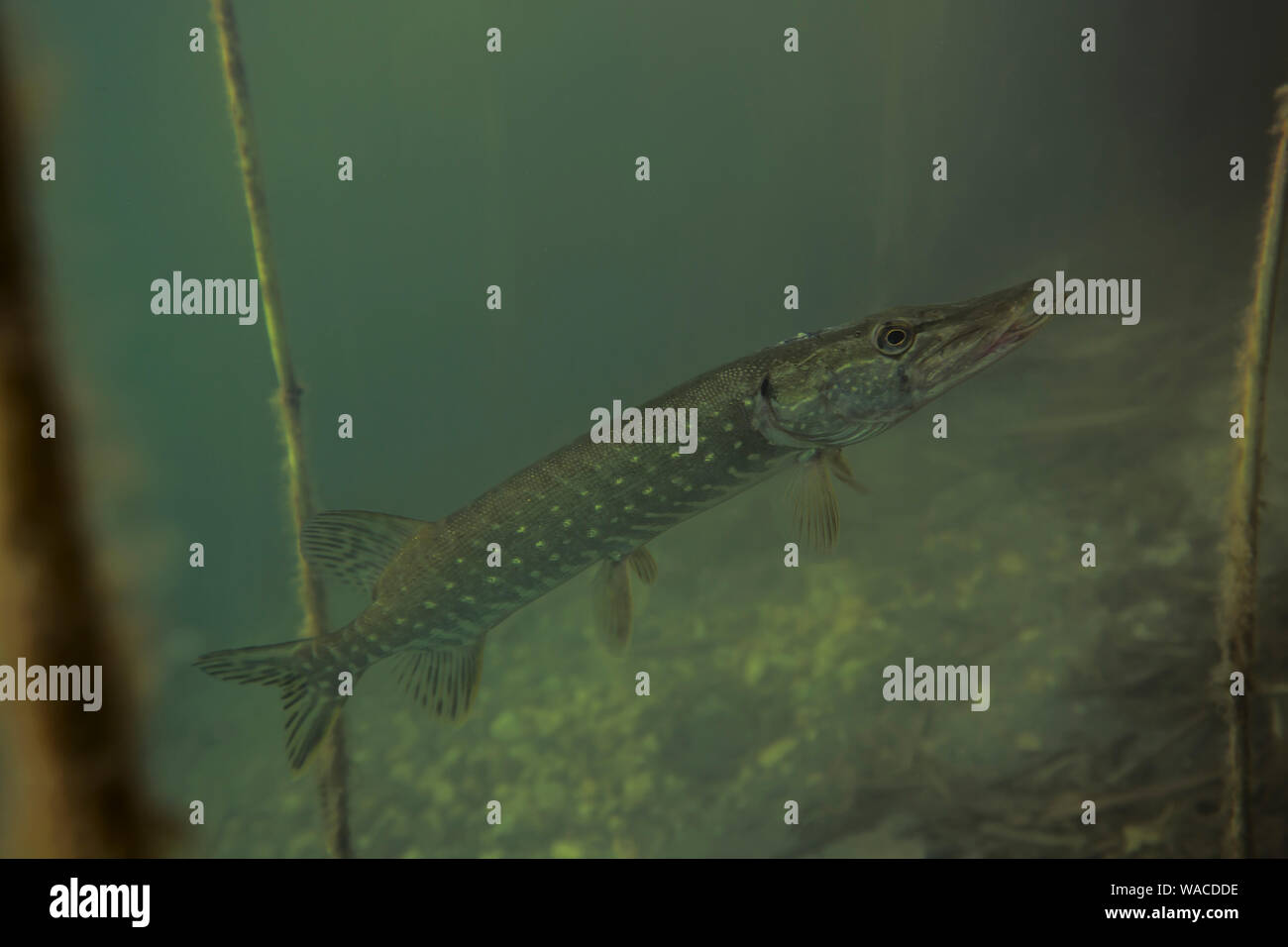 Adventurous picture of wild pike in nature habitat. Huge water volume ...