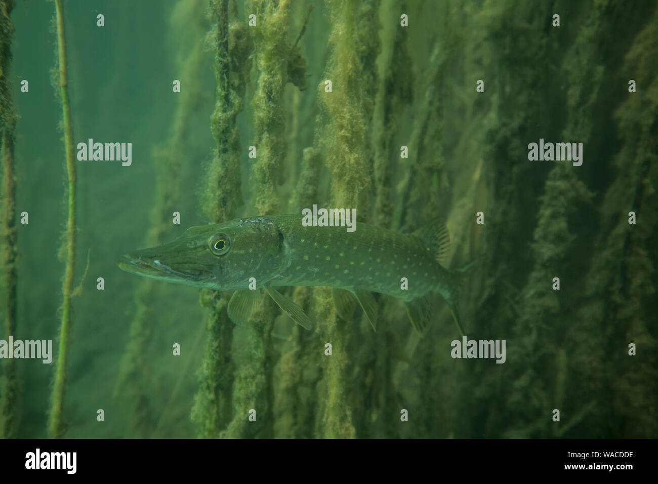 Adventurous picture of wild pike in nature habitat. Huge water volume ...