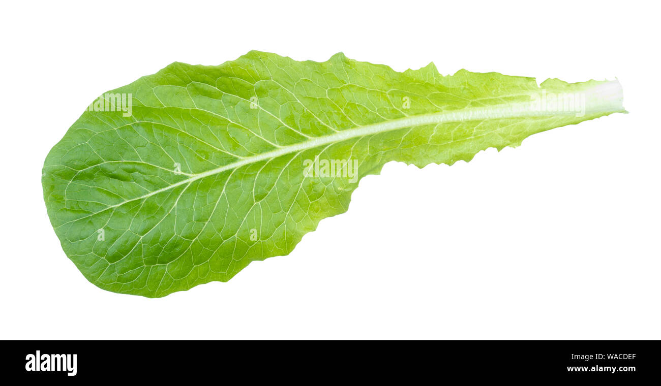 Cos lettuce cut out hi-res stock photography and images - Alamy