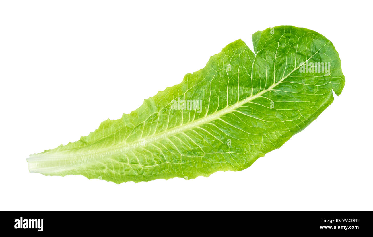 green leaf of cos lettuce cutout on white background Stock Photo - Alamy