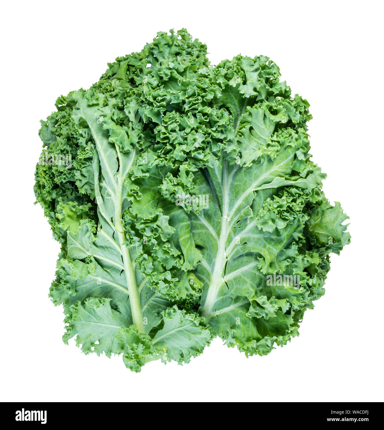 heap of fresh green leaves of curly-leaf kale (leaf cabbage) cutout on ...