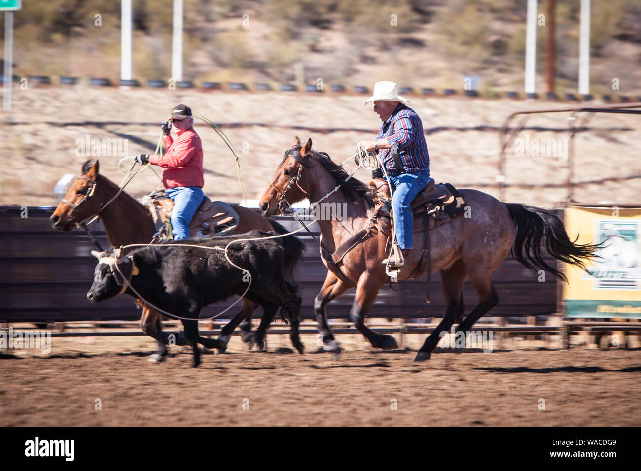 Team Roping Competition Stock Photo - Alamy