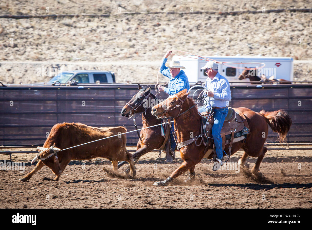 Team Roping Competition Stock Photo - Alamy