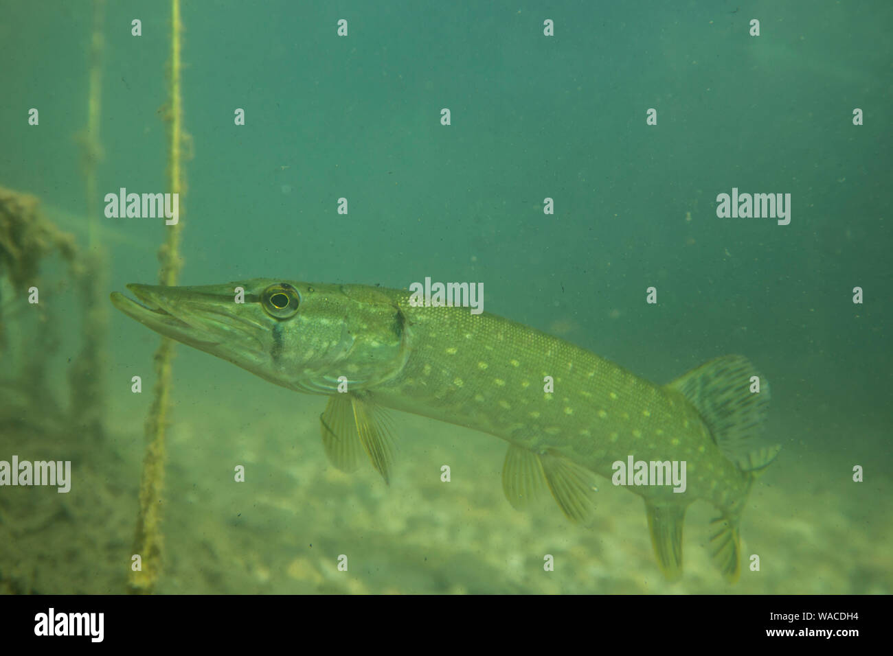 Adventurous picture of wild pike in nature habitat. Huge water volume ...