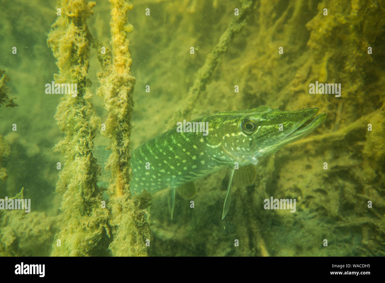 Adventurous picture of wild pike in nature habitat. Huge water volume ...