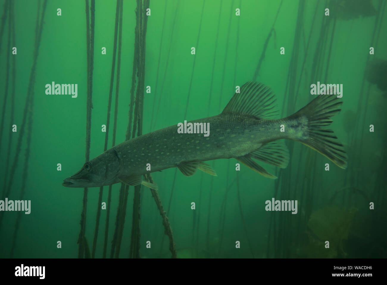 Adventurous picture of wild pike in nature habitat. Huge water volume ...