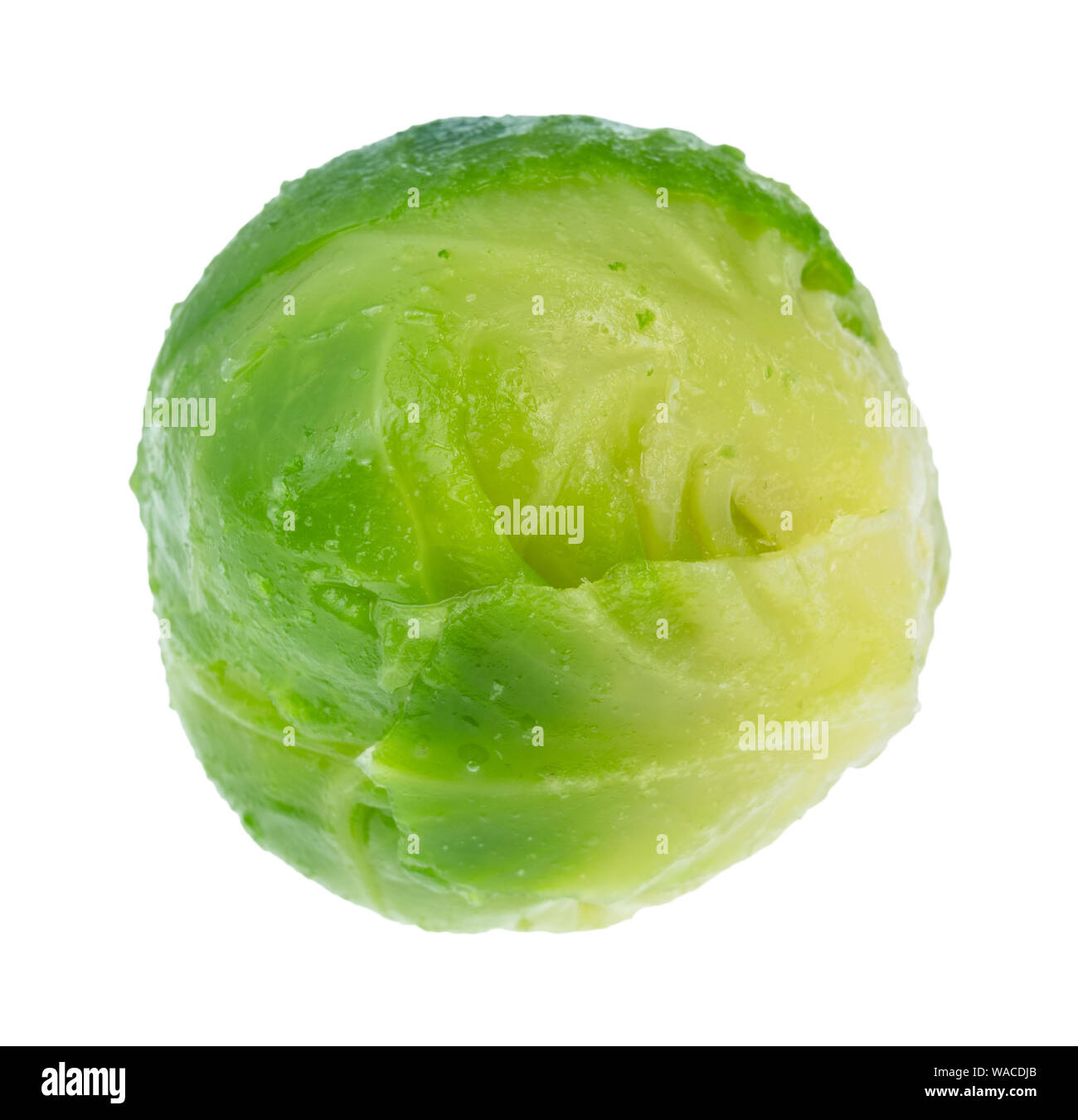 single wet ripe brussels sprout cutout on white background Stock Photo ...