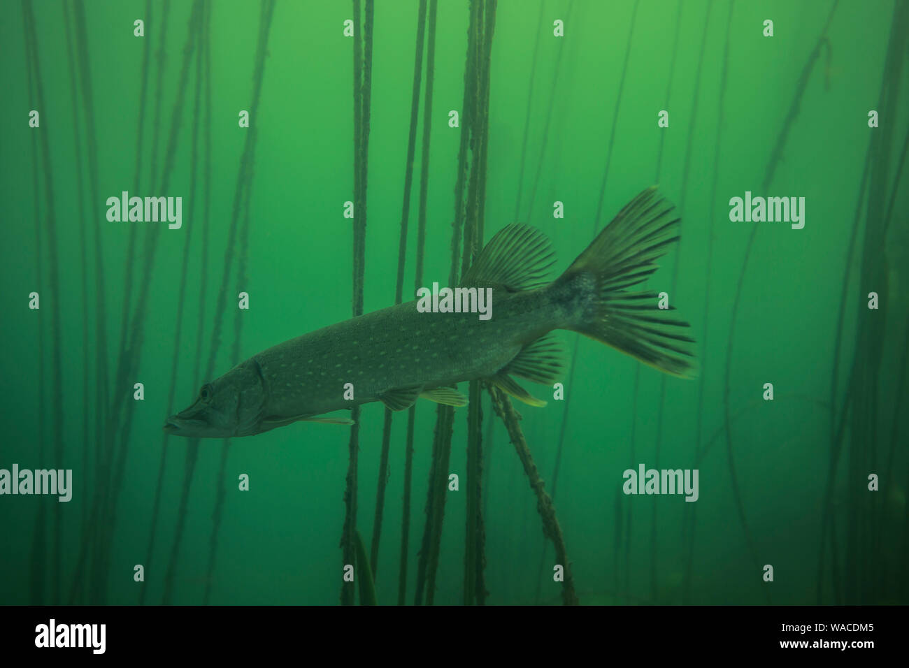 Adventurous picture of wild pike in nature habitat. Huge water volume ...