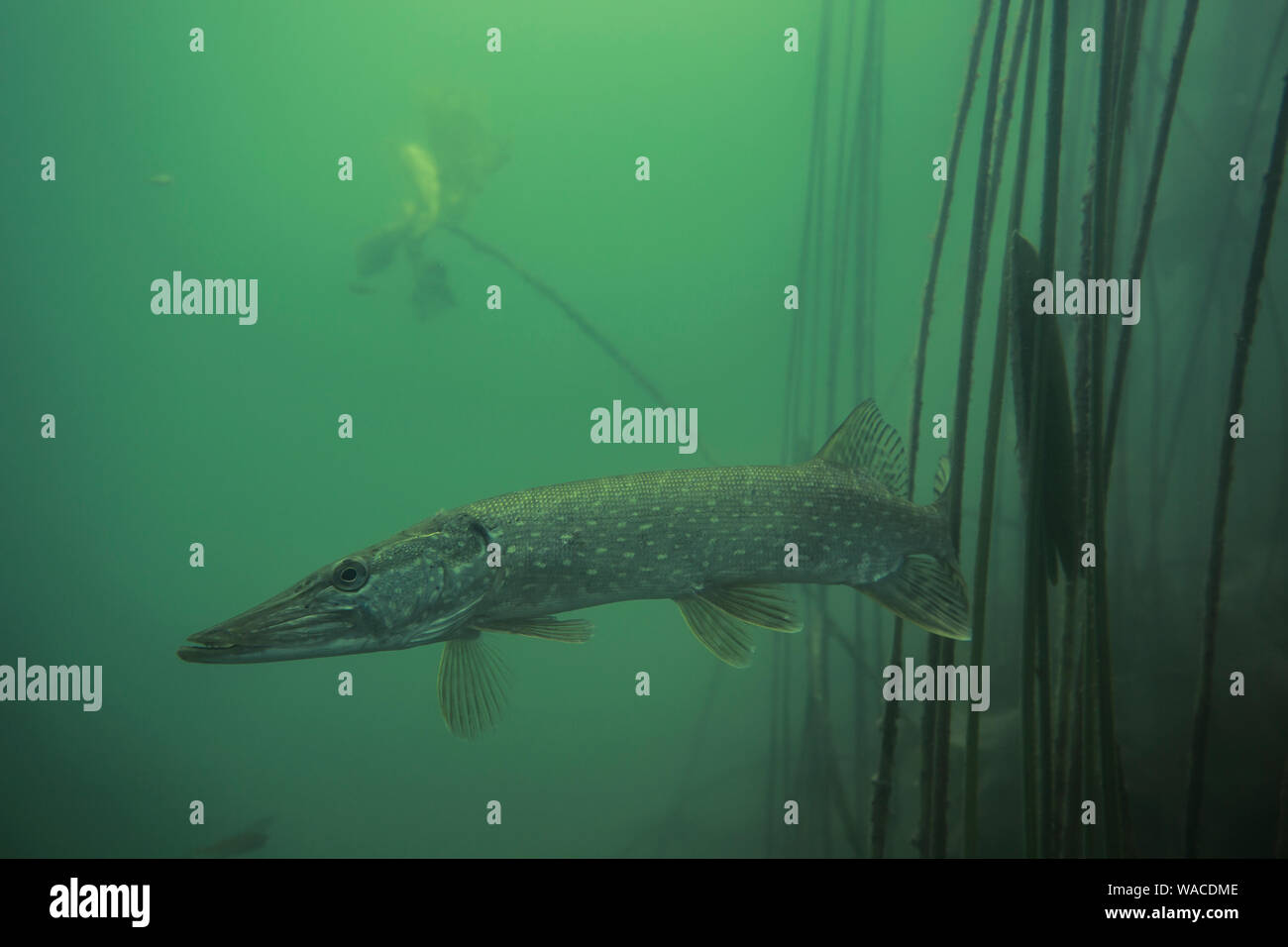 Adventurous picture of wild pike in nature habitat. Huge water volume ...