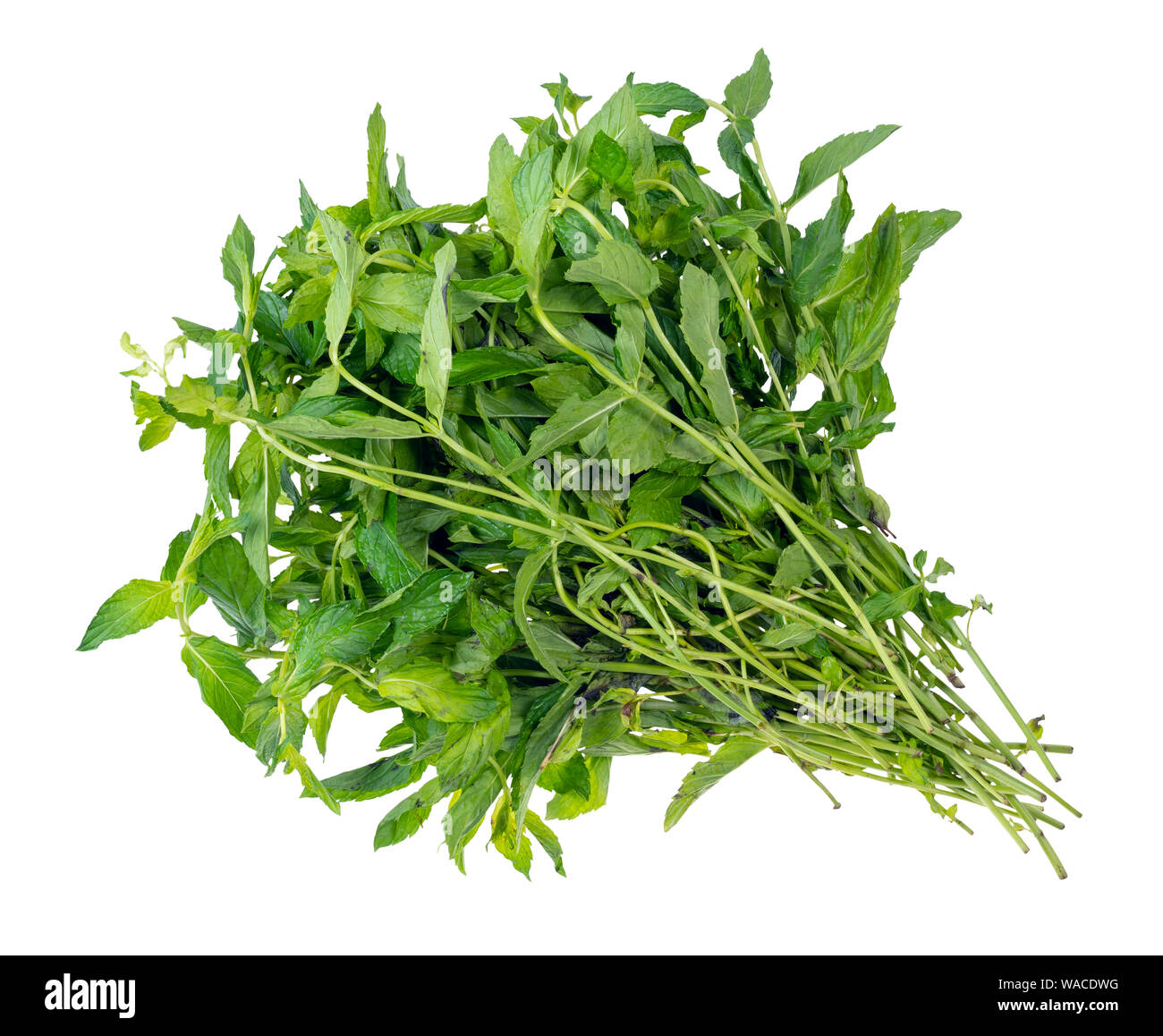 pile of fresh green twigs with leaves of mint herb cutout on white ...