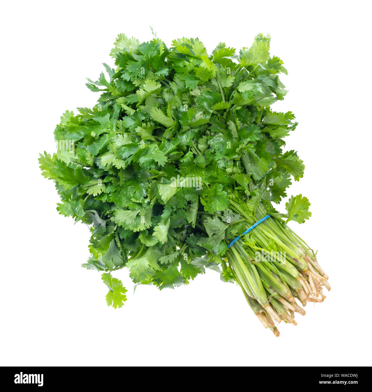 big bundle of fresh wet green cilantro herb cutout on white background ...