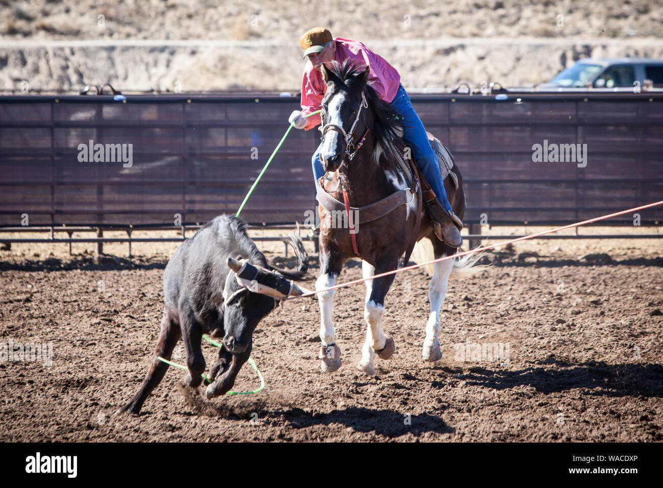 Cowboy roping cattle hi-res stock photography and images - Alamy