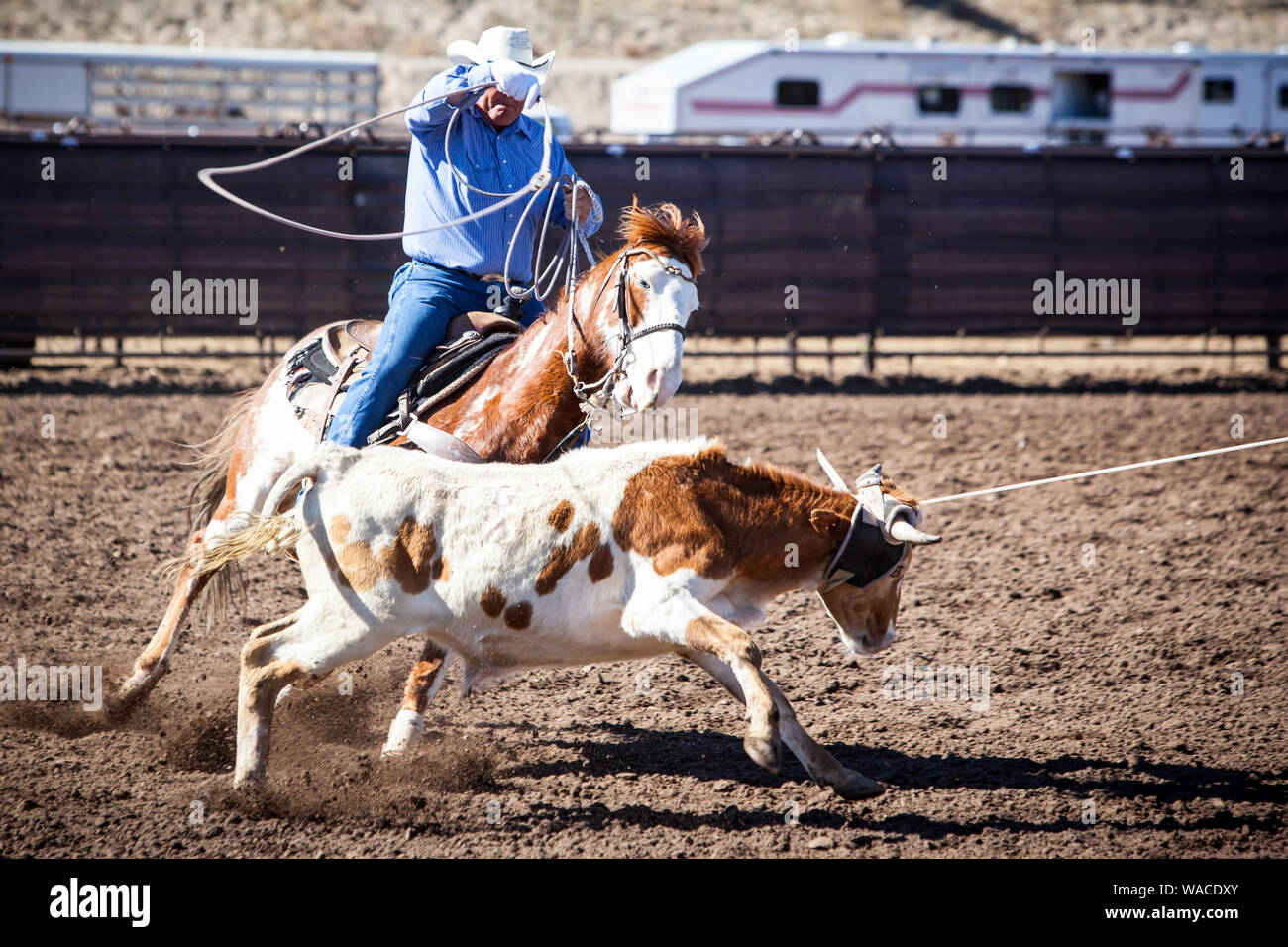 Steer Roping High Resolution Stock Photography and Images - Alamy