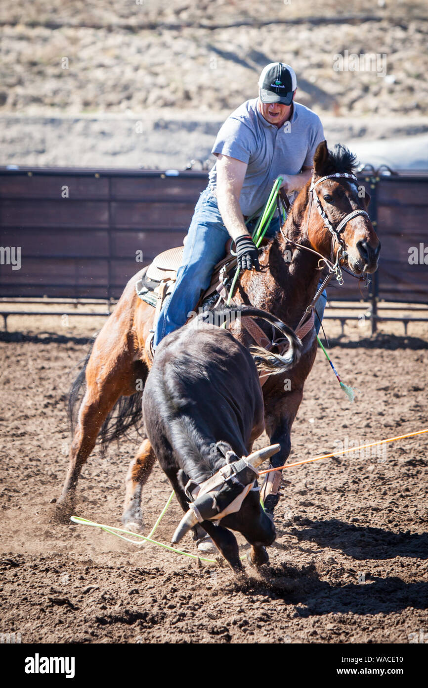 Team Roping Competition Stock Photo - Alamy