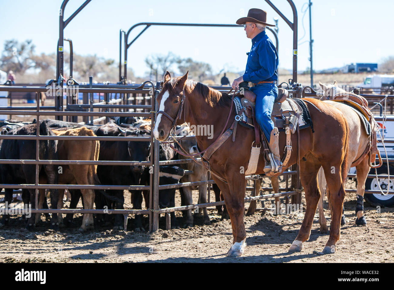 Team Roping Competition Stock Photo - Alamy