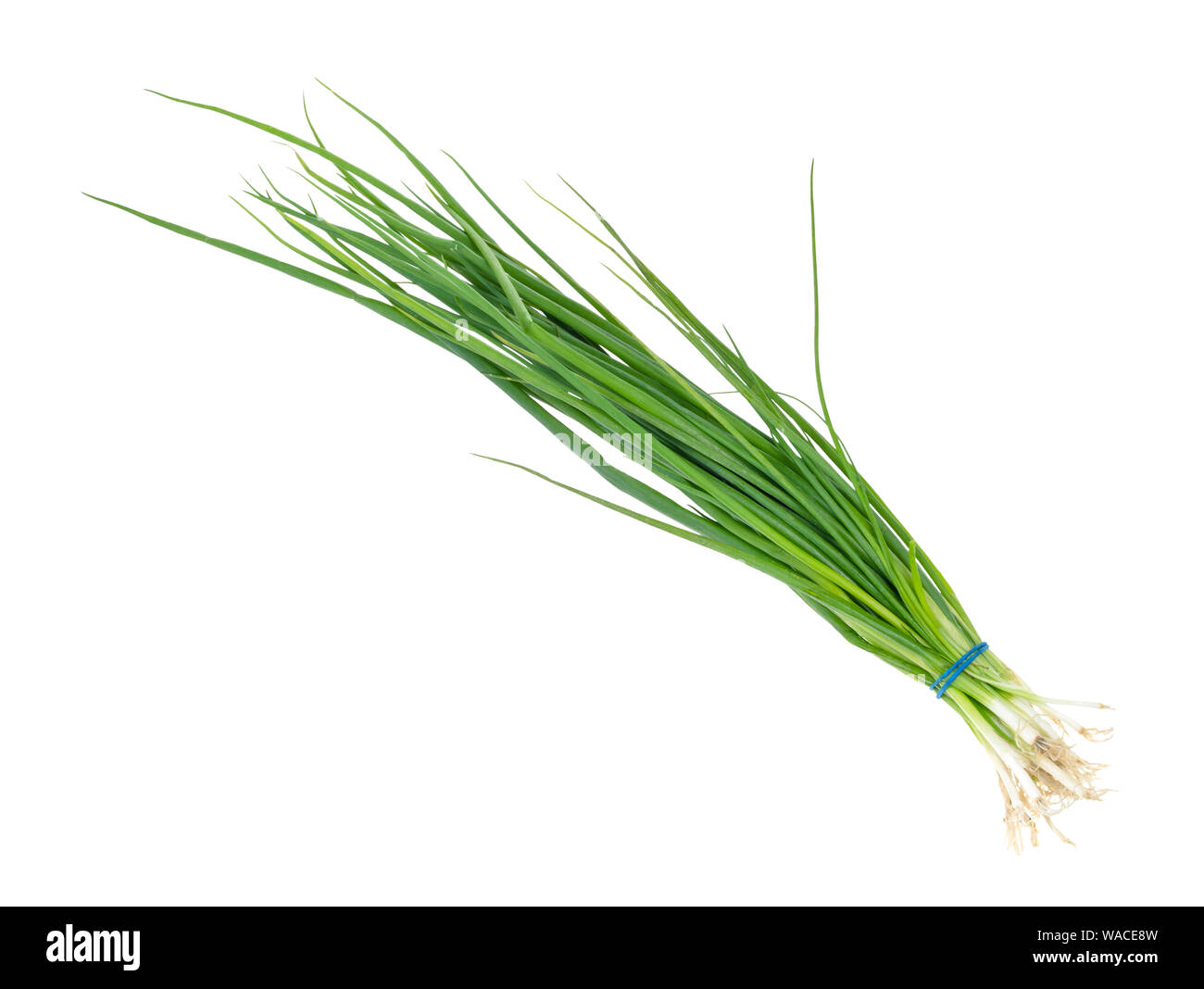 bundle of fresh scallions (green onions) cutout on white background ...