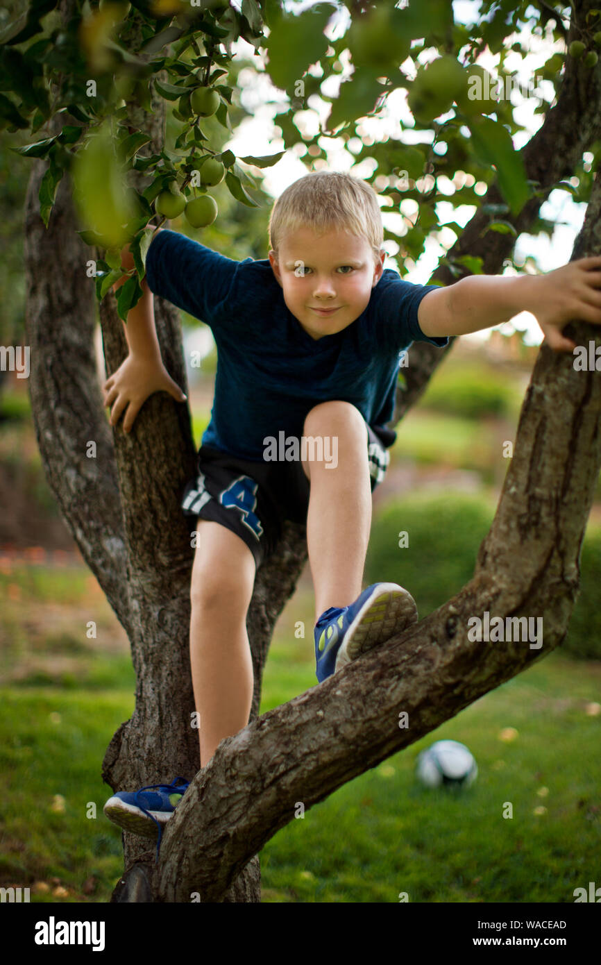 Portrait of a young boy playing in a tree Stock Photo - Alamy