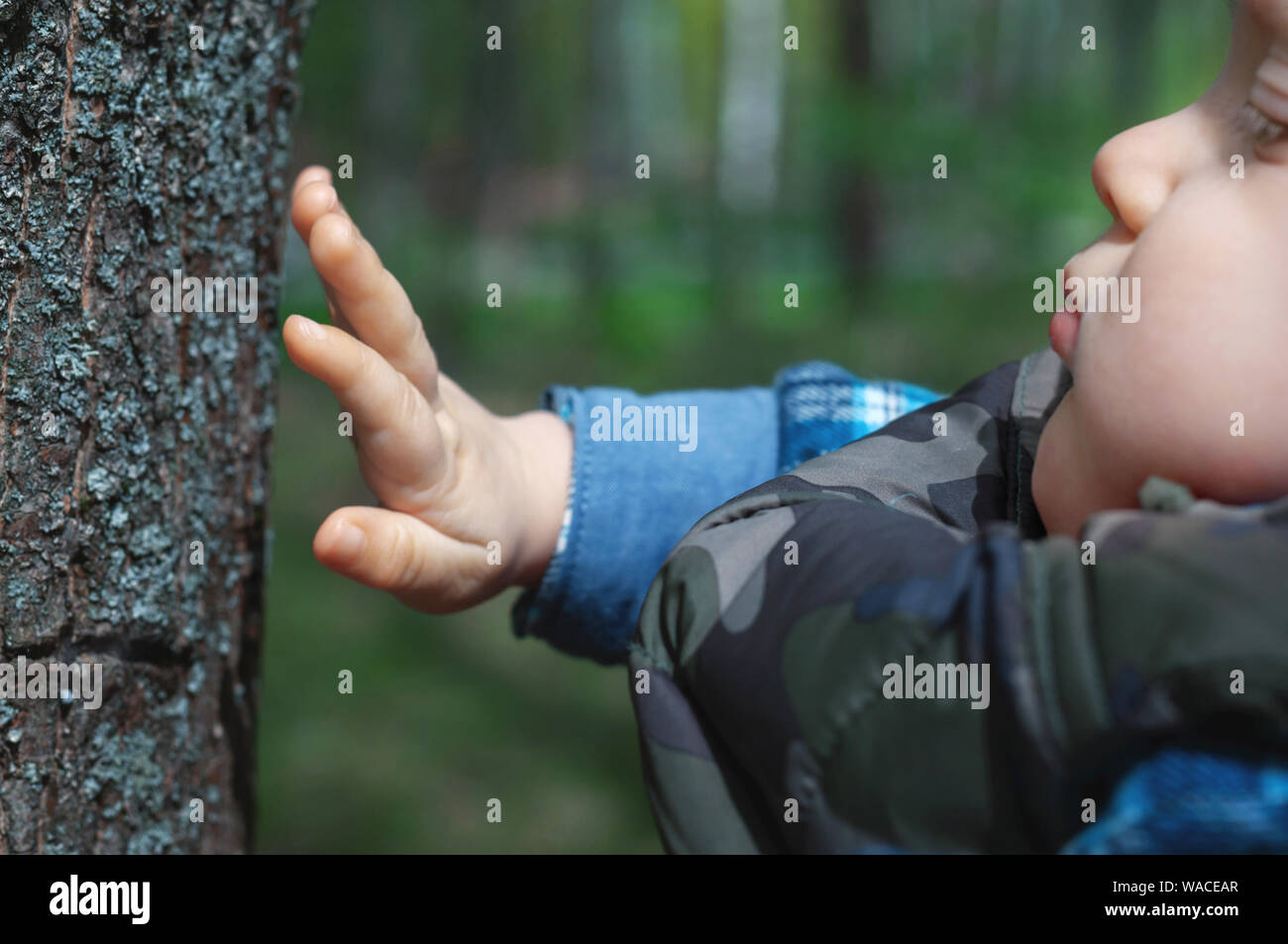 The hand of the child reaches for the bark of the tree. The child knows ...