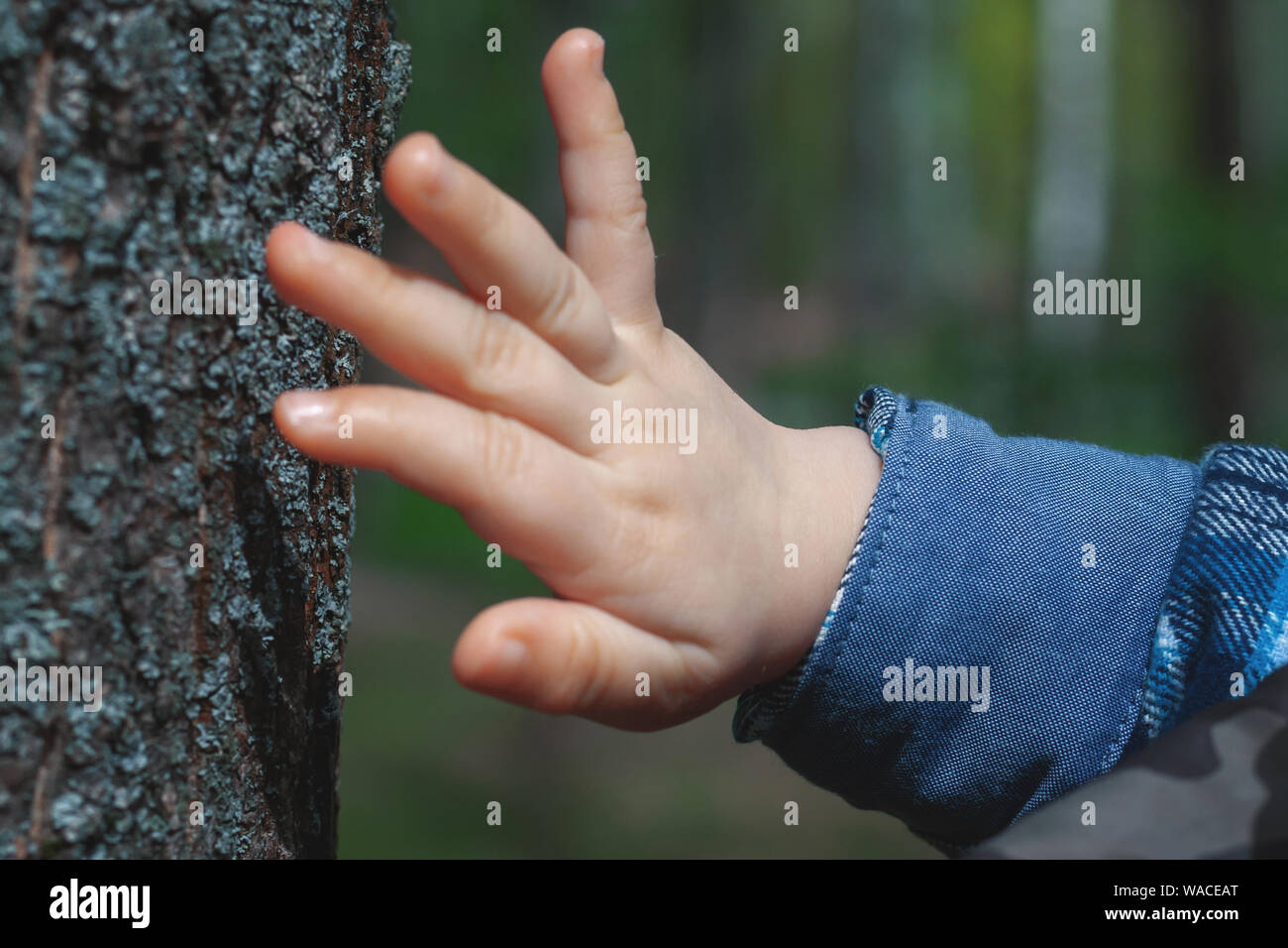 The hand of the child reaches for the bark of the tree. The child knows ...