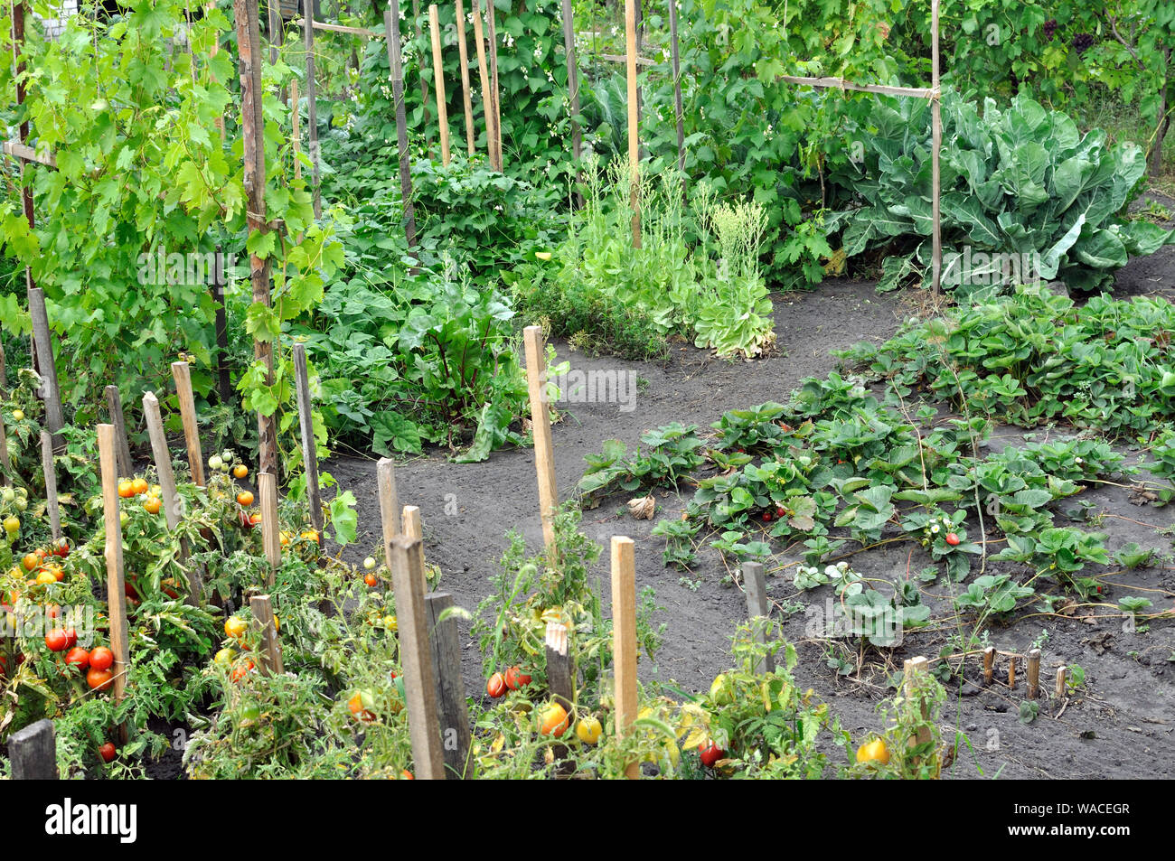 organically cultivated various vegetables in the vegetable garden Stock ...