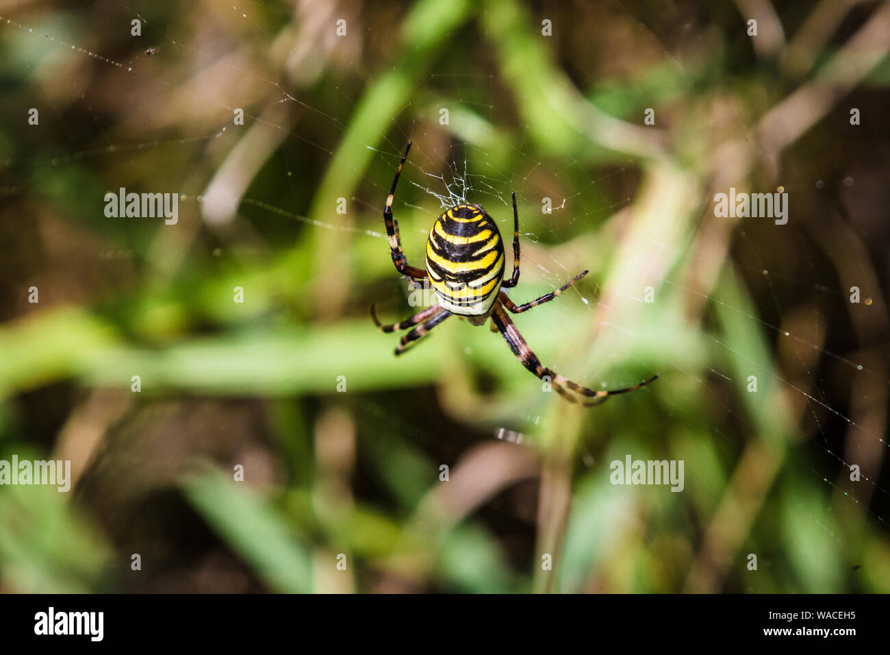 Wasp Spider -Argiope bruennichi Stock Photo - Alamy