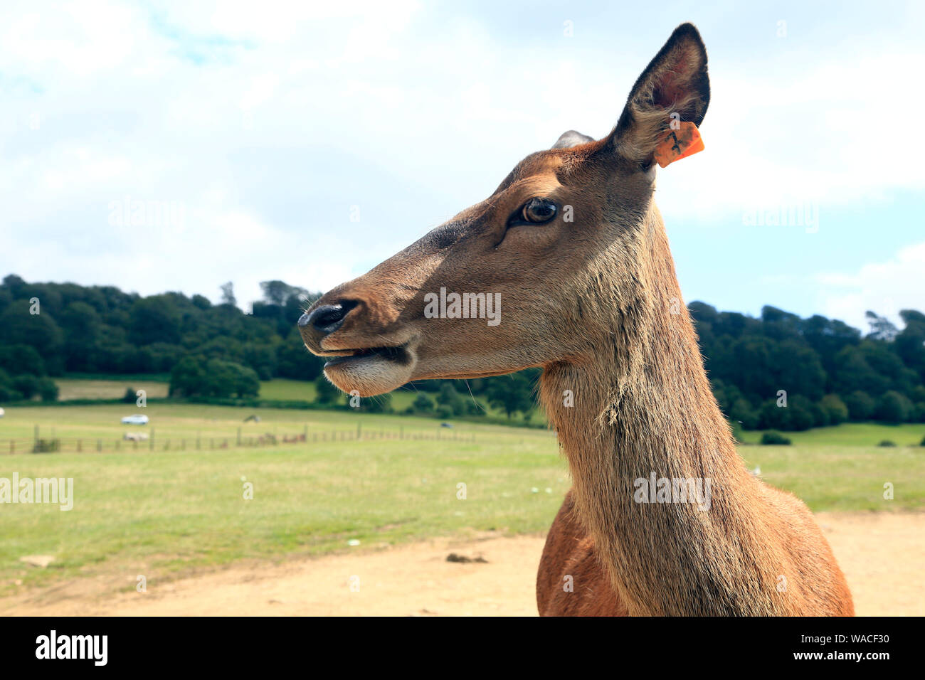 Longleat Safari Park Stock Photo - Alamy