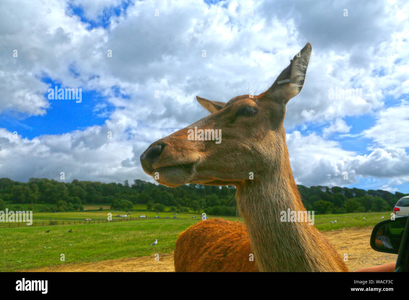 Longleat Safari Park Stock Photo - Alamy