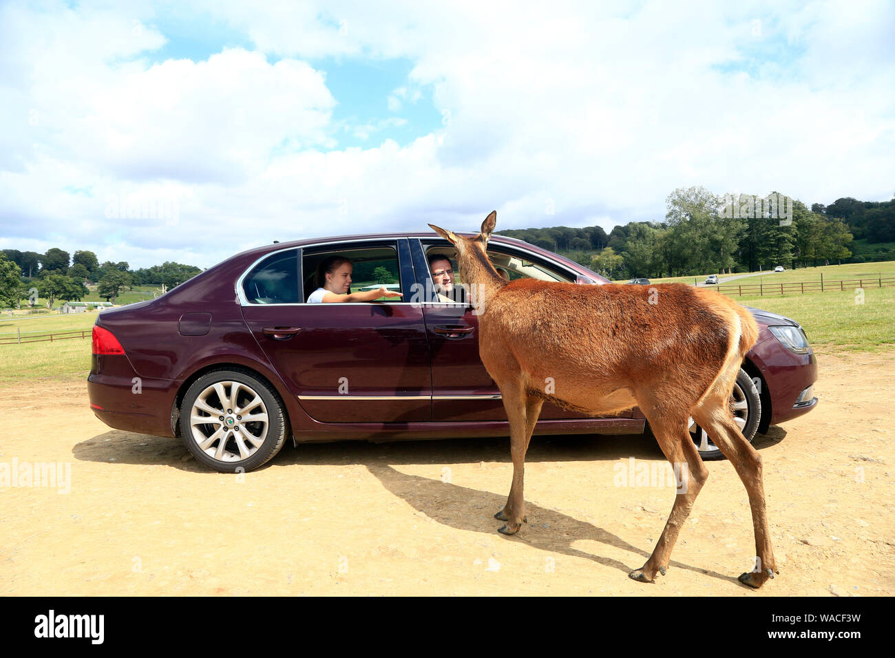 Longleat Safari Park Stock Photo - Alamy