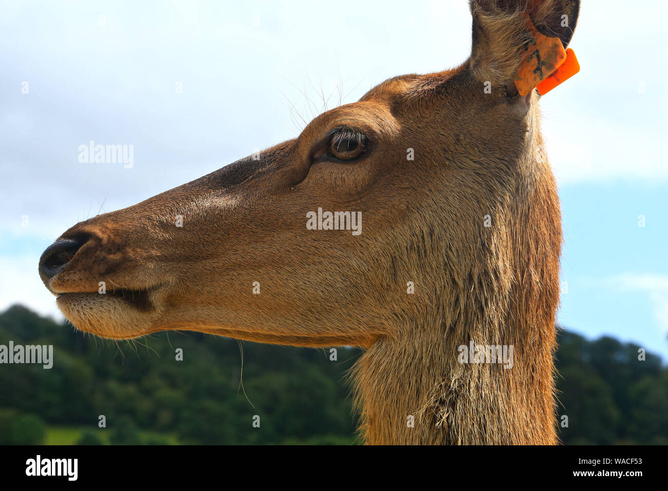 Longleat Safari Park Stock Photo - Alamy