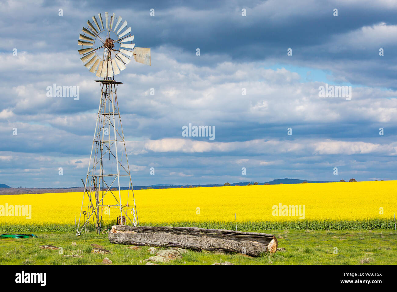 Canola and Windmill Stock Photo - Alamy