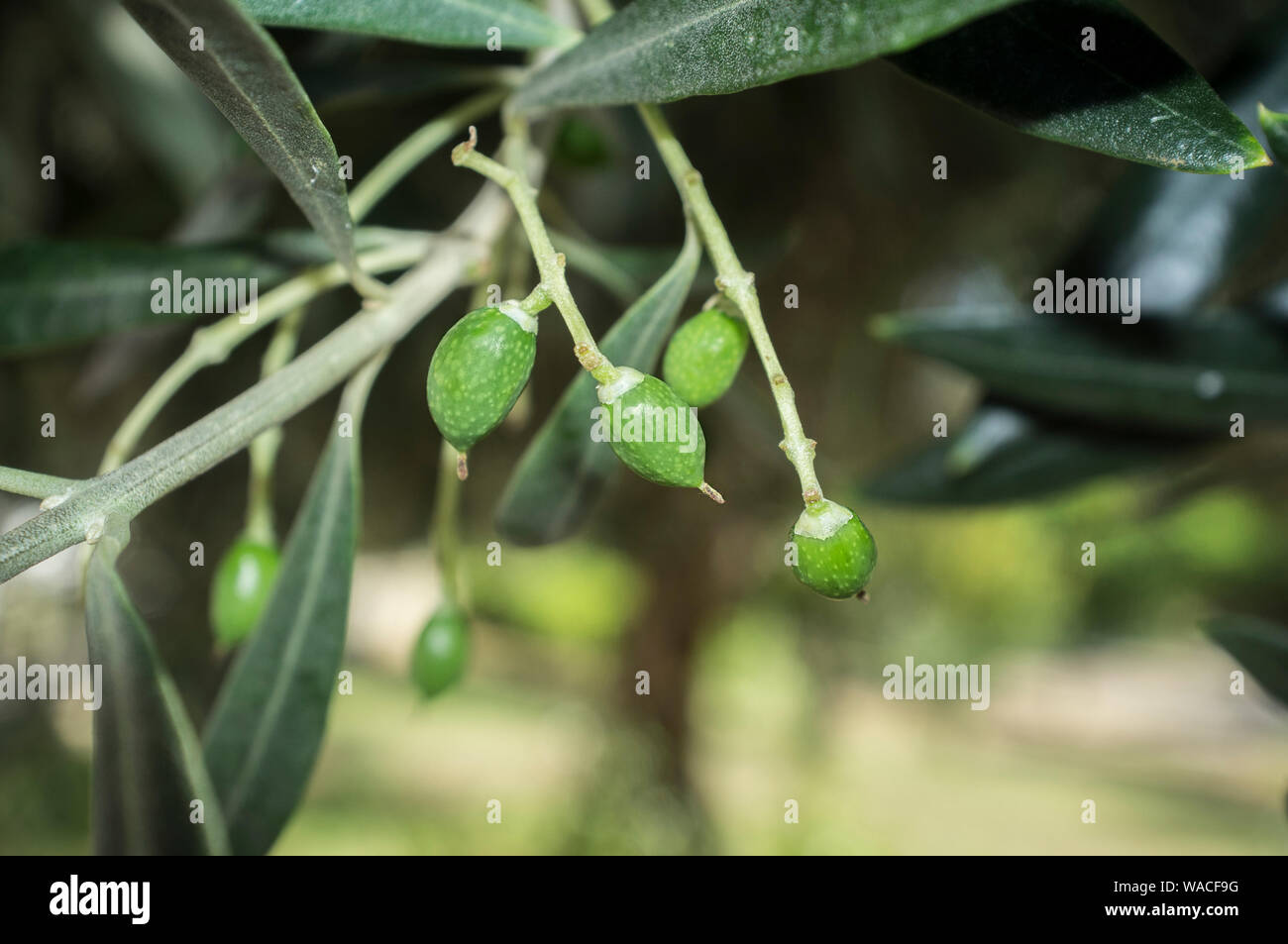Olive branch fruits olea europaea hi-res stock photography and images ...