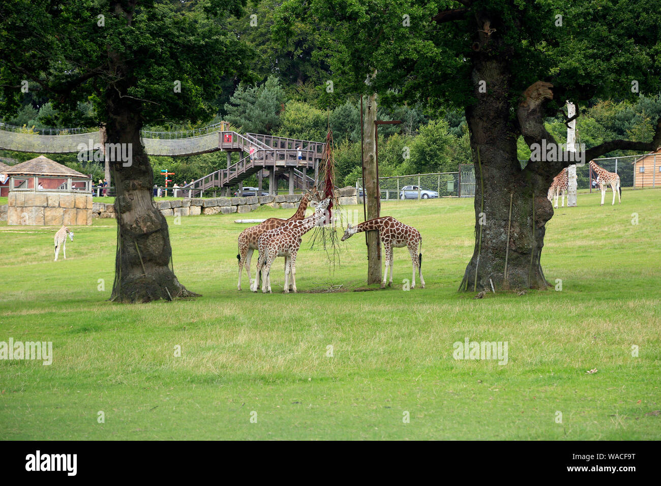 Longleat Safari Park Stock Photo - Alamy