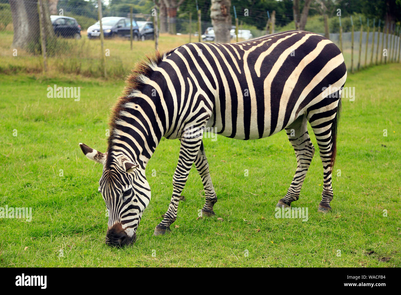 Longleat Safari Park Stock Photo - Alamy