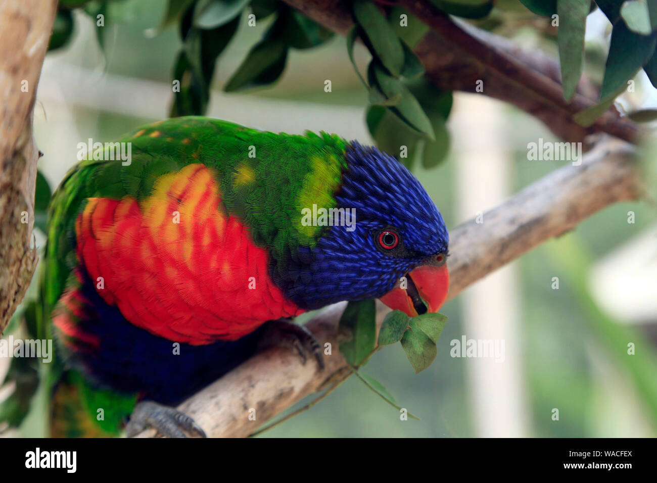 Longleat Safari Park Stock Photo - Alamy