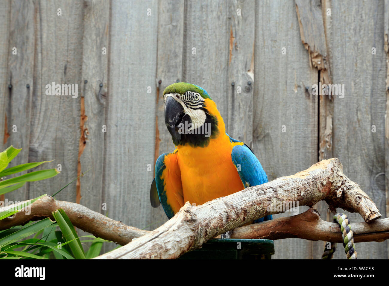 Longleat Safari Park Stock Photo - Alamy