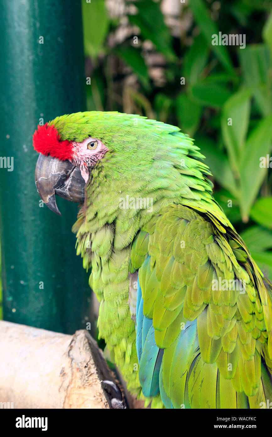 Longleat Safari Park Stock Photo - Alamy