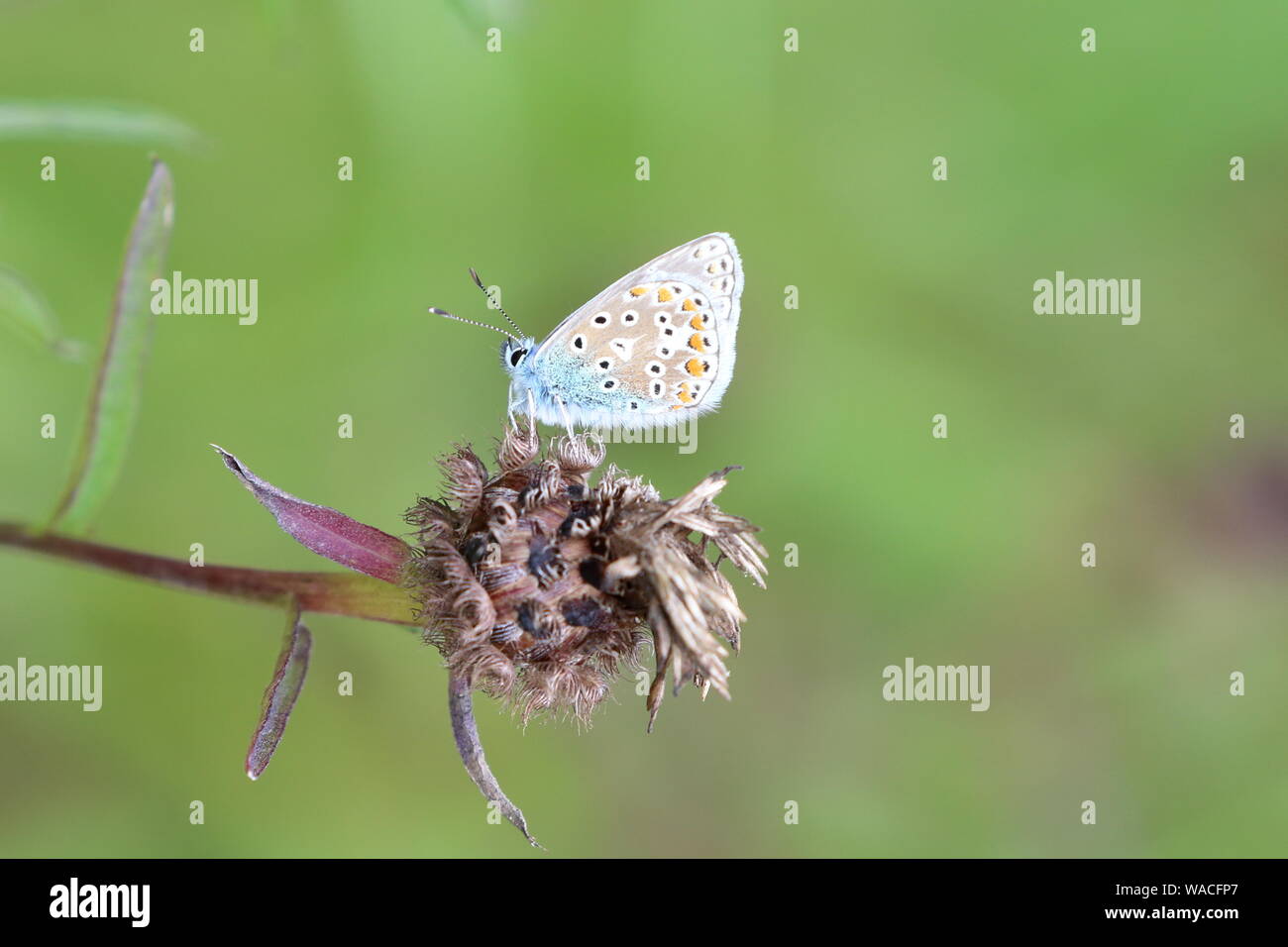 Common blue buterfly(Polyommatus icarus) an adult male at rest on a ...