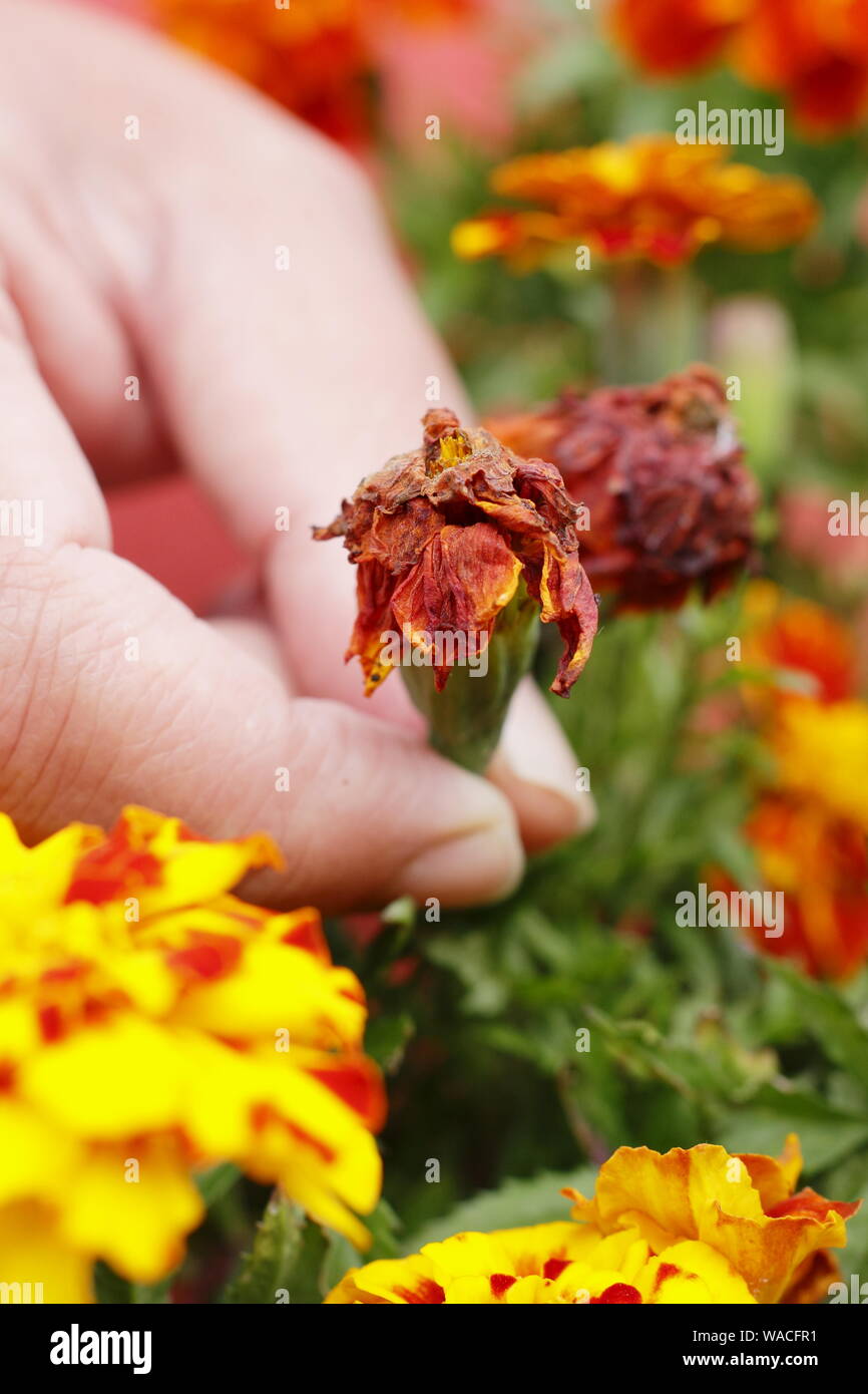 Tagetes. Spent marigold blooms are deadheaded by hand to prolong the ...