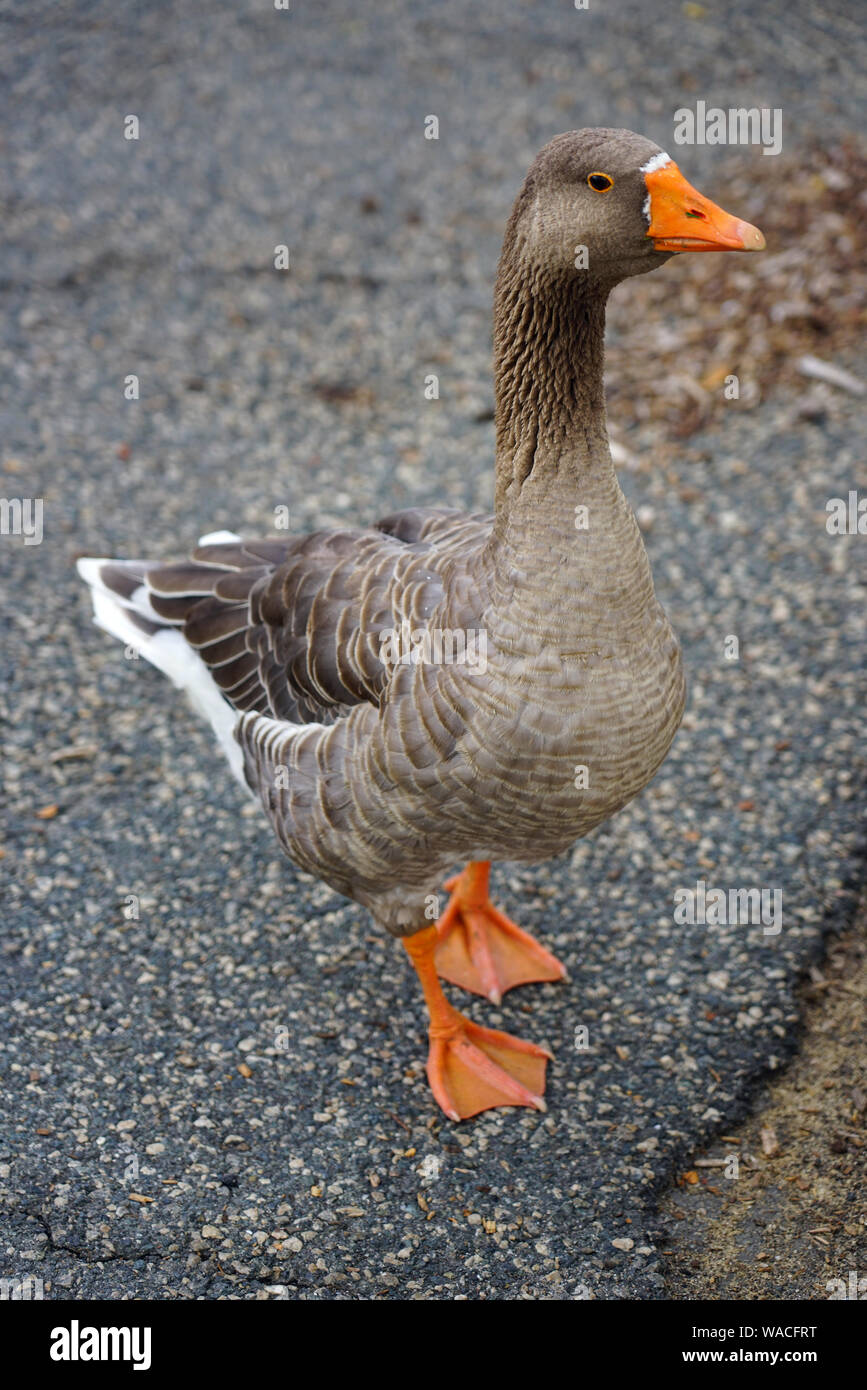 Orange beak goose hi-res stock photography and images - Alamy