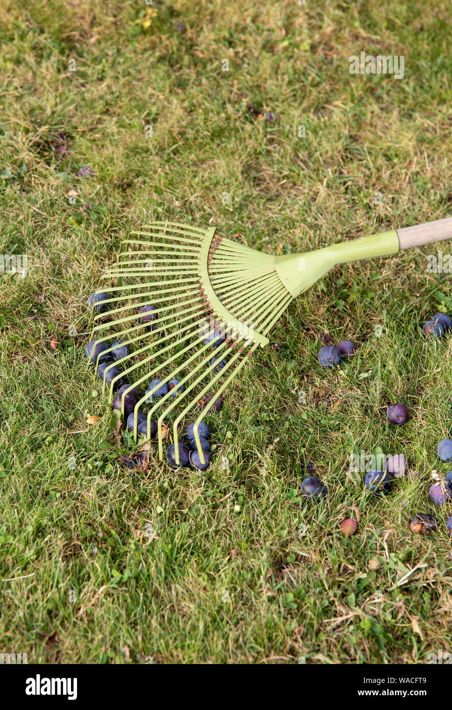 Using leaf rake to sweep old soft rotten gone bad plums together from ...